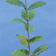 Cell Grown Plants - Trees, Shrubs and Hedges