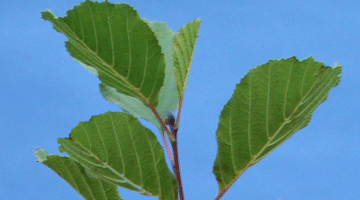 Cell Grown Plants - Trees, Shrubs and Hedges