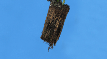 Cell Grown Plants - Trees, Shrubs and Hedges