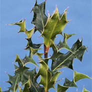 Cell Grown Plants - Trees, Shrubs and Hedges