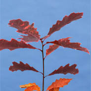 Cell Grown Plants - Trees, Shrubs and Hedges