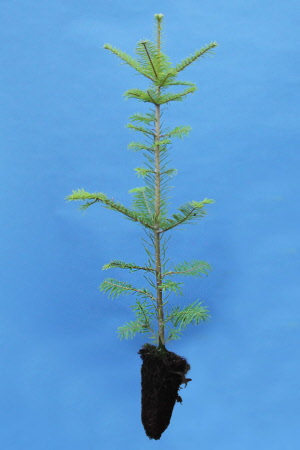 Cell Grown Plants - Trees, Shrubs and Hedges