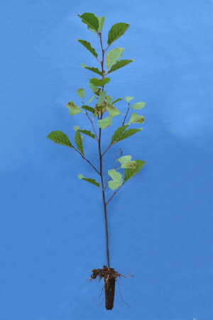 Cell Grown Plants - Trees, Shrubs and Hedges