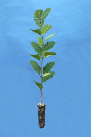 Cell Grown Plants - Trees, Shrubs and Hedges