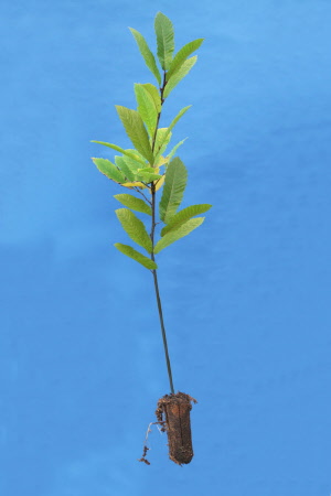 Cell Grown Plants - Trees, Shrubs and Hedges