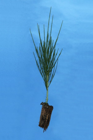 Cell Grown Plants - Trees, Shrubs and Hedges