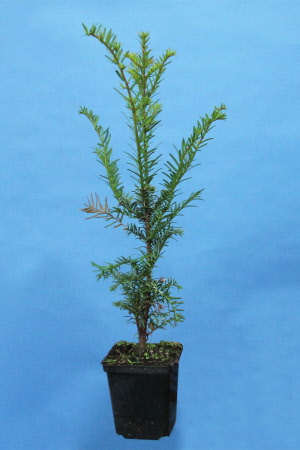 Cell Grown Plants - Trees, Shrubs and Hedges