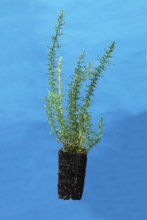 Cell Grown Plants - Trees, Shrubs and Hedges